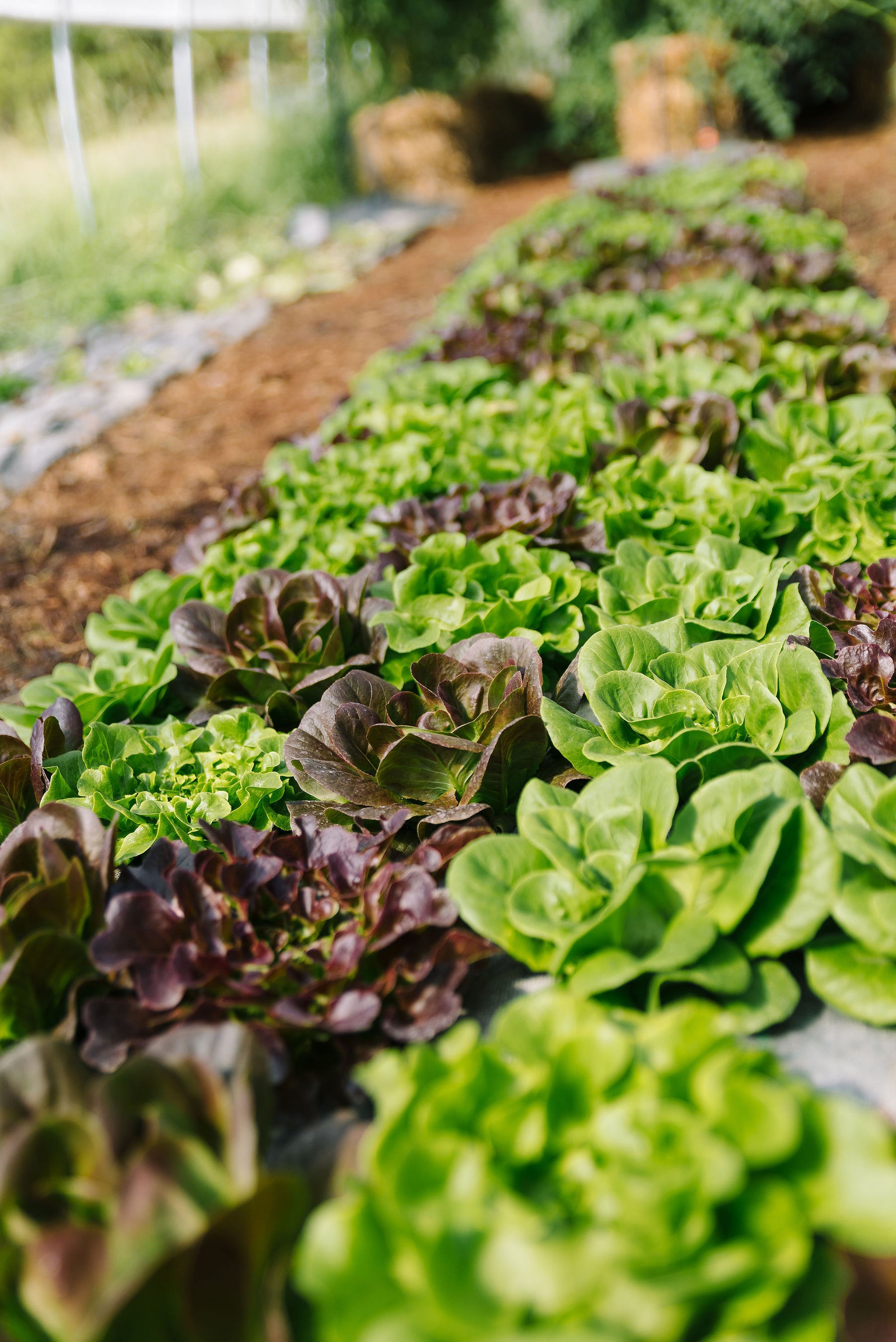 Farm Fresh Produce – Krause House Farms