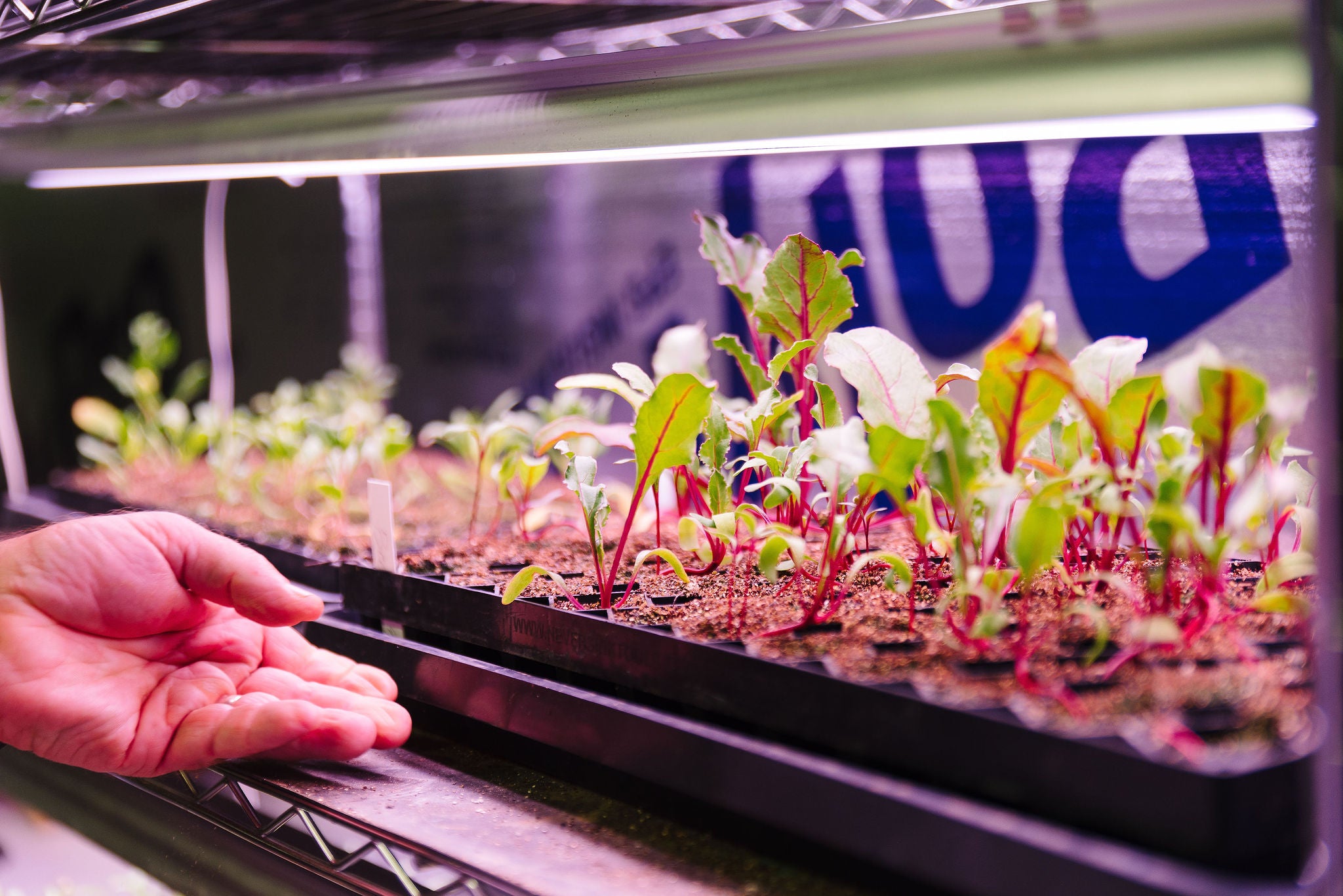 Live Plants – Krause House Farms