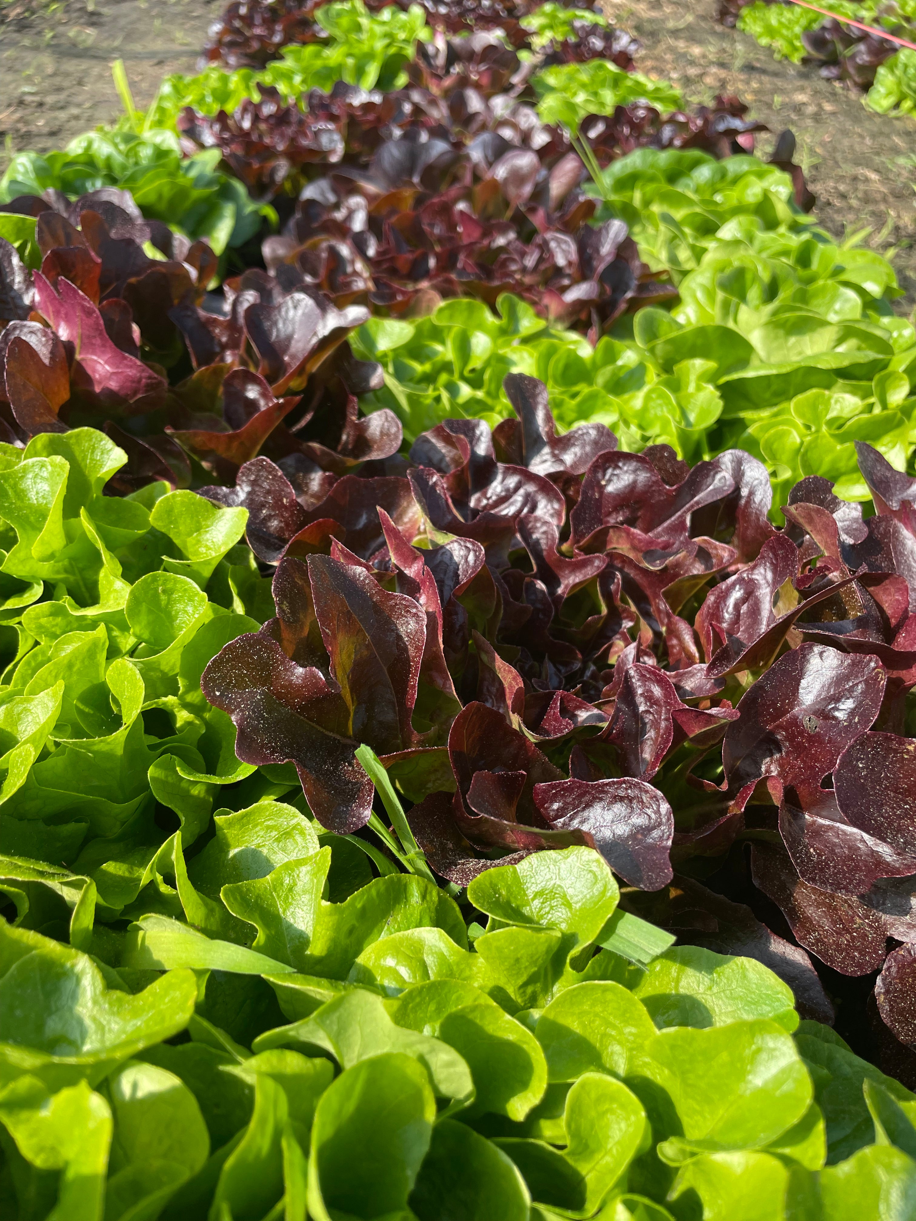 Premium Salad Mix – Krause House Farms